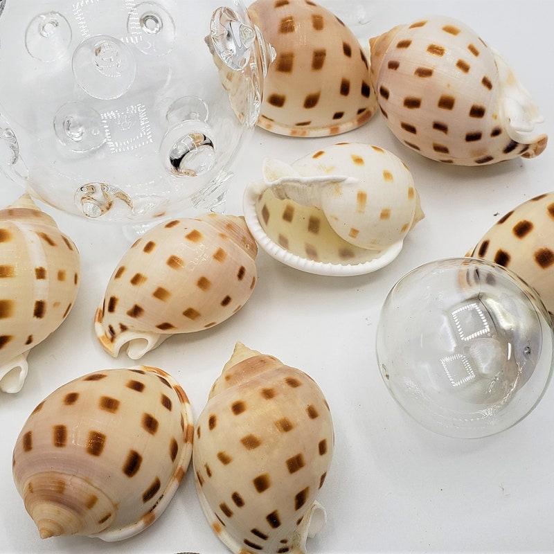 Scottish Bonnet - Etsy