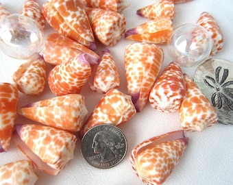 Tiny White Shells - Etsy