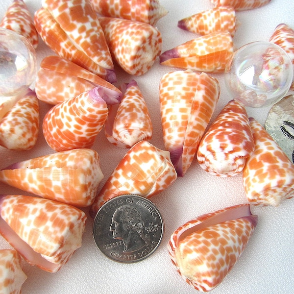 Orange Seashells - Etsy