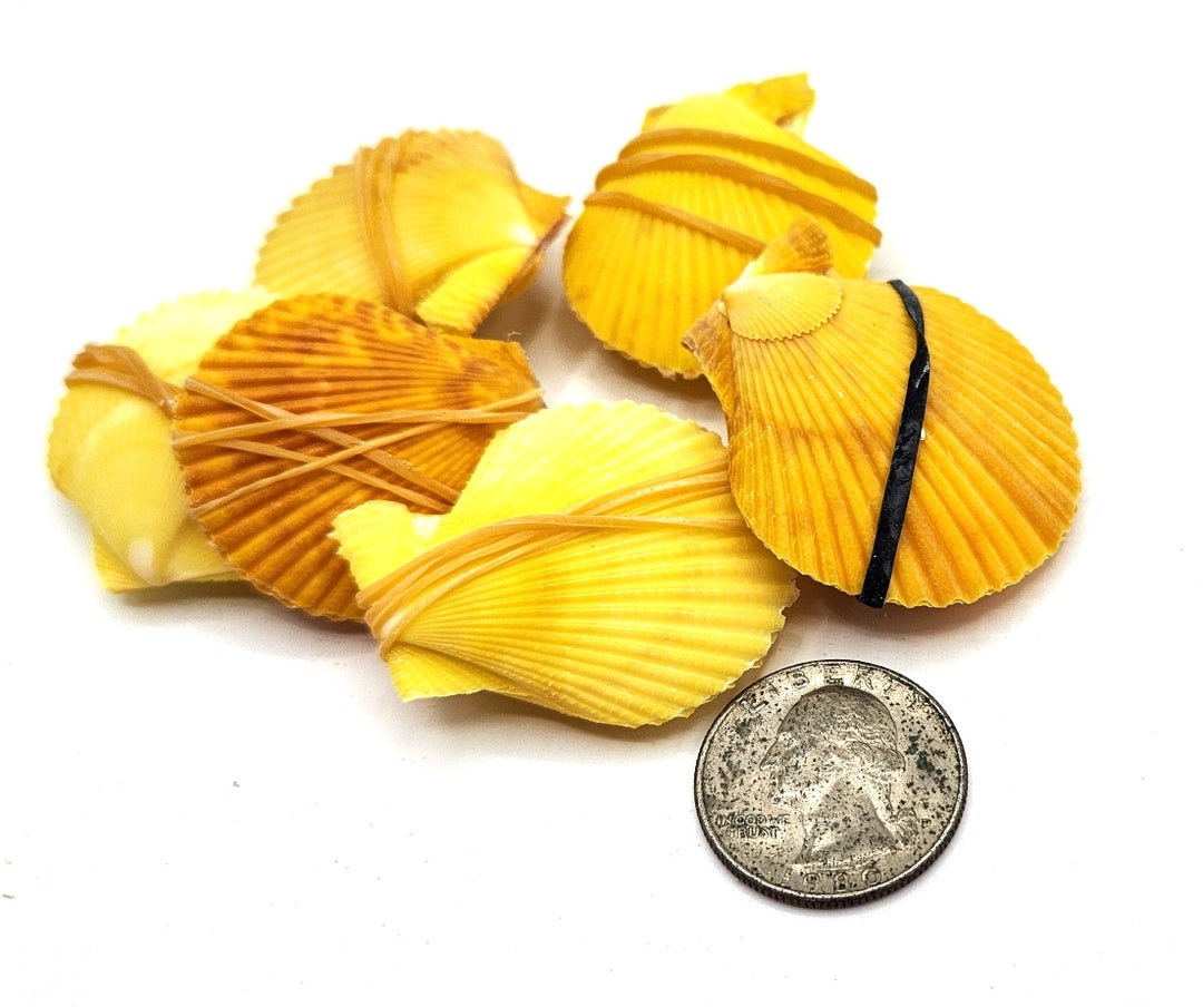 8 PC Yellow Scallop Shell Pairs, Beach Nautical Decor Scallop Seashells ...