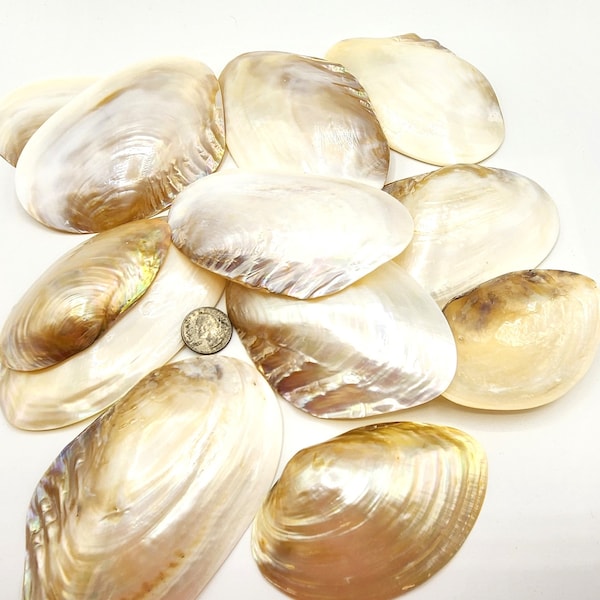 Large Clam Shells - Etsy
