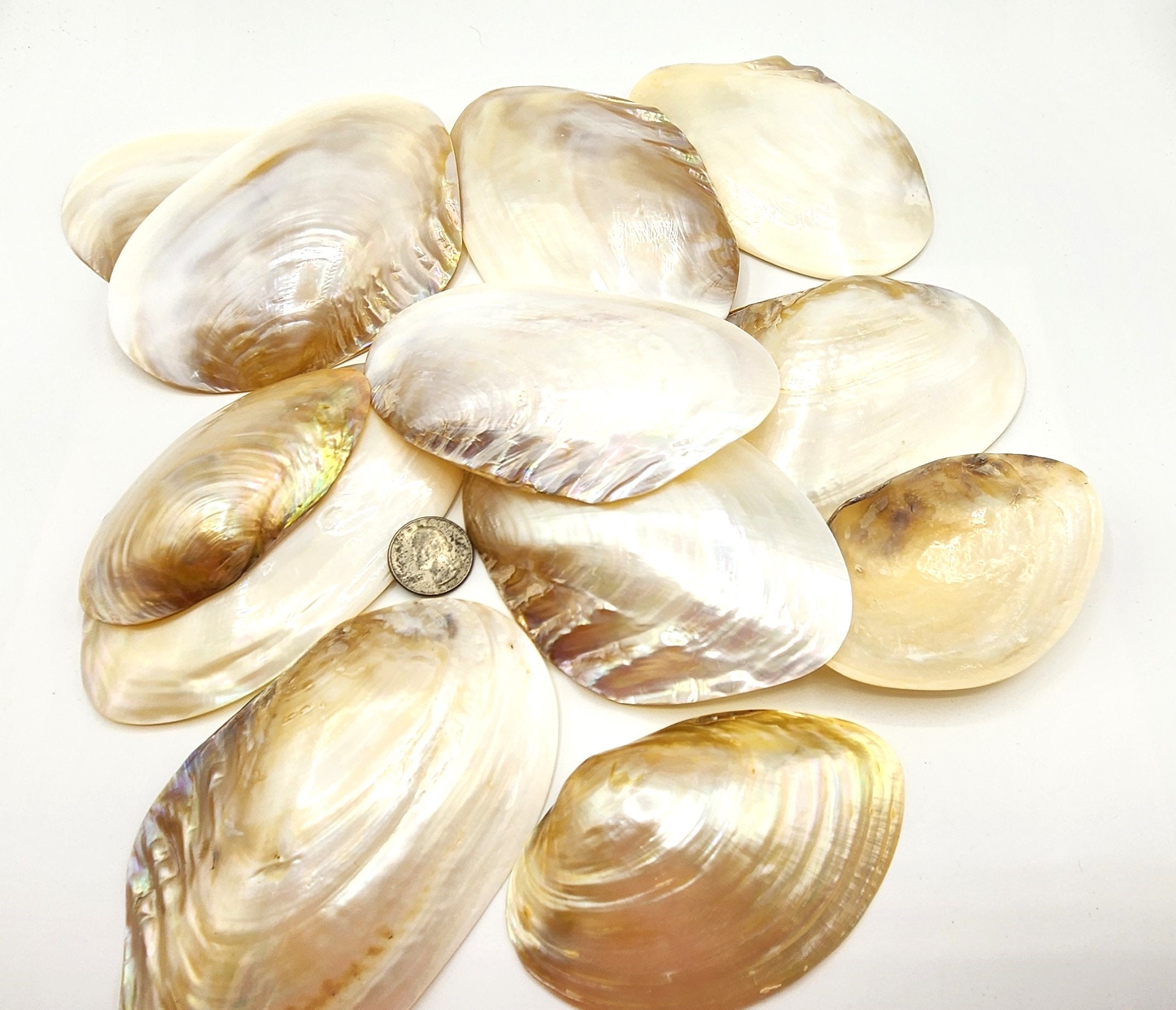 Clam Shell With Pearl