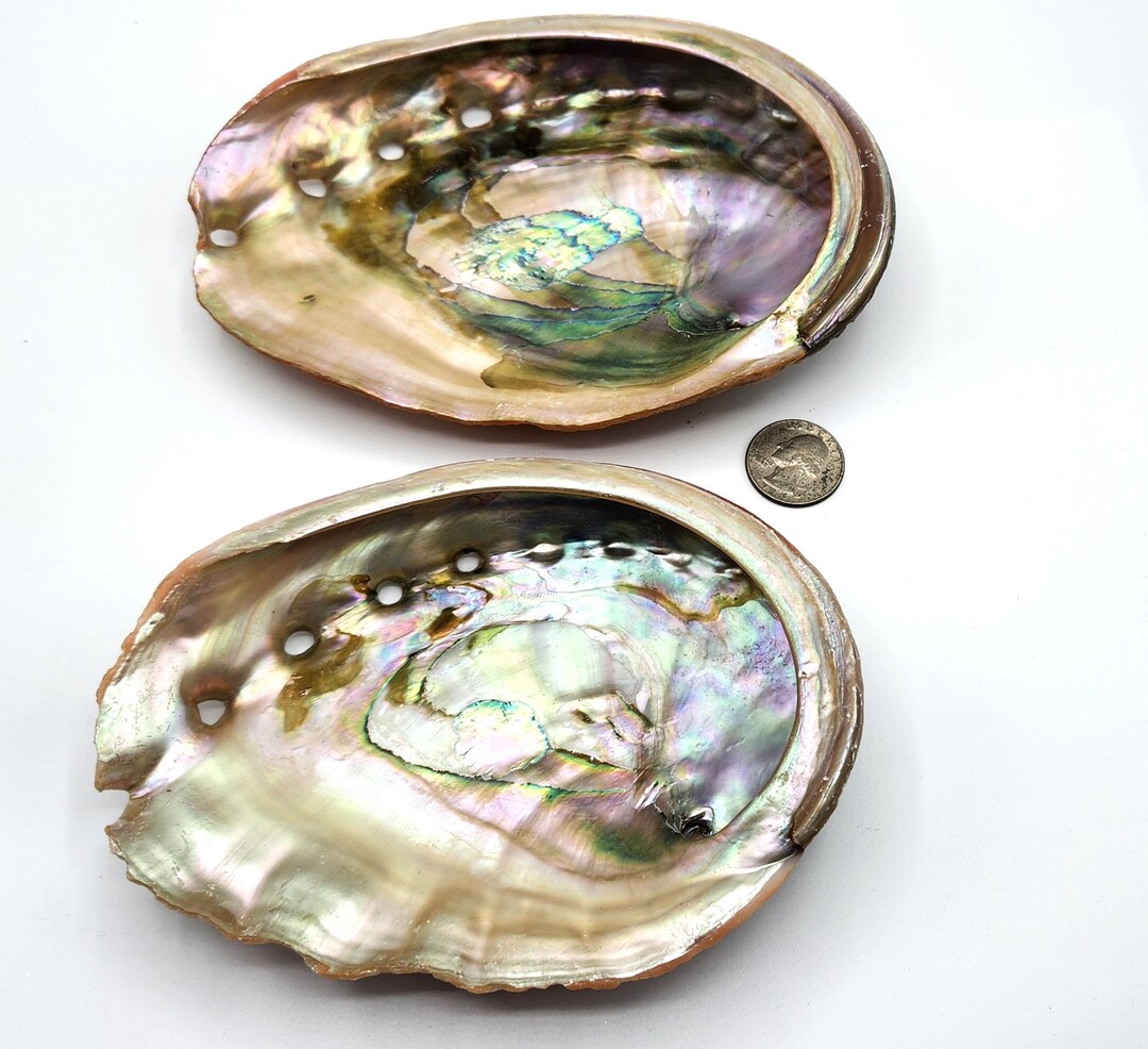 LARGE Red Abalone Seashell, 6" Nautical Beach Decor Colorful Rare ...