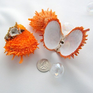 3PC Orange Oyster Shell, Bright Orange Oysters, Beach Decor Oyster ...
