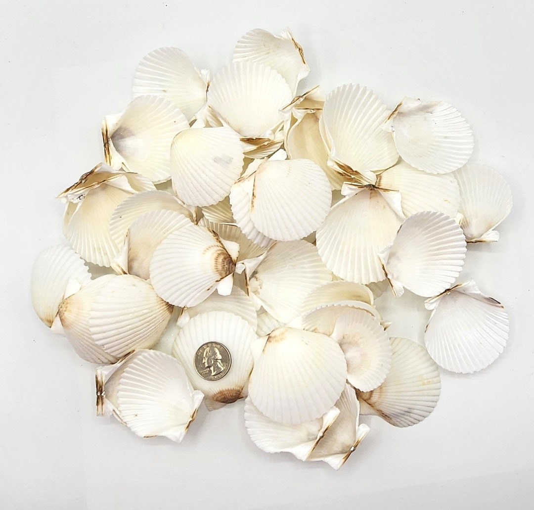 25PC White Scallop Shells, Beach Decor Florida Scallops, Coastal White ...