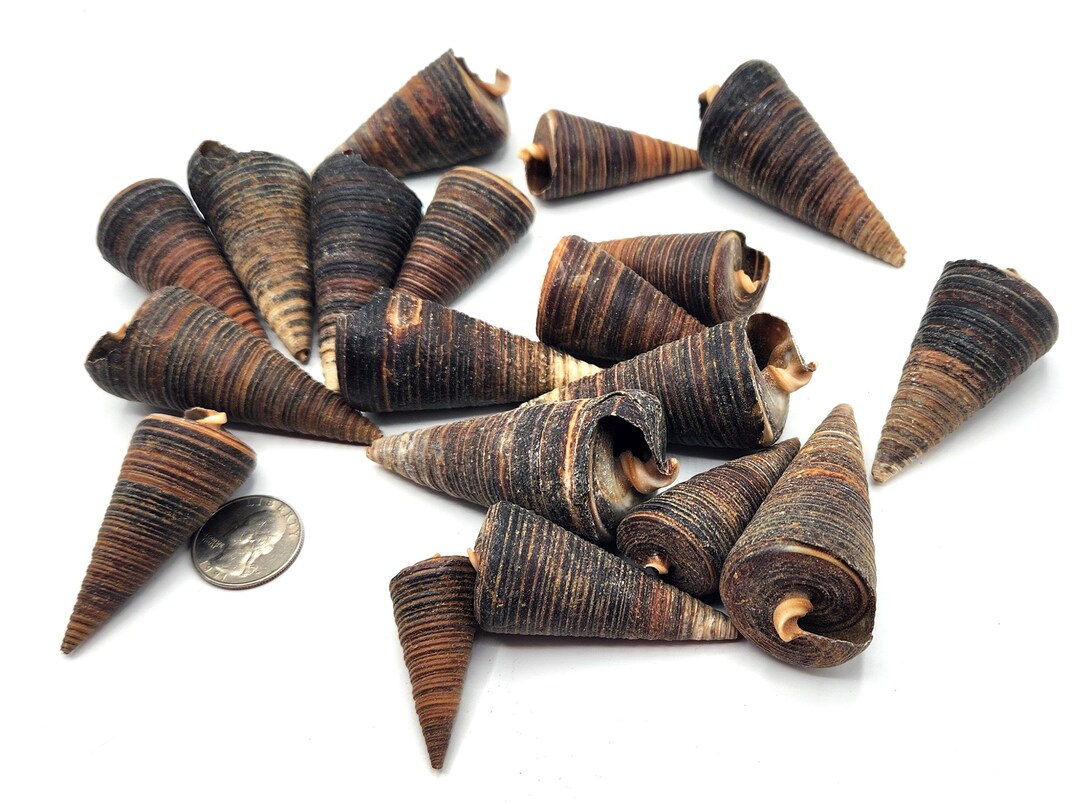 10 PC Spiral Auger Seashells, Telescopium Brown Spiral Shells, Beach ...