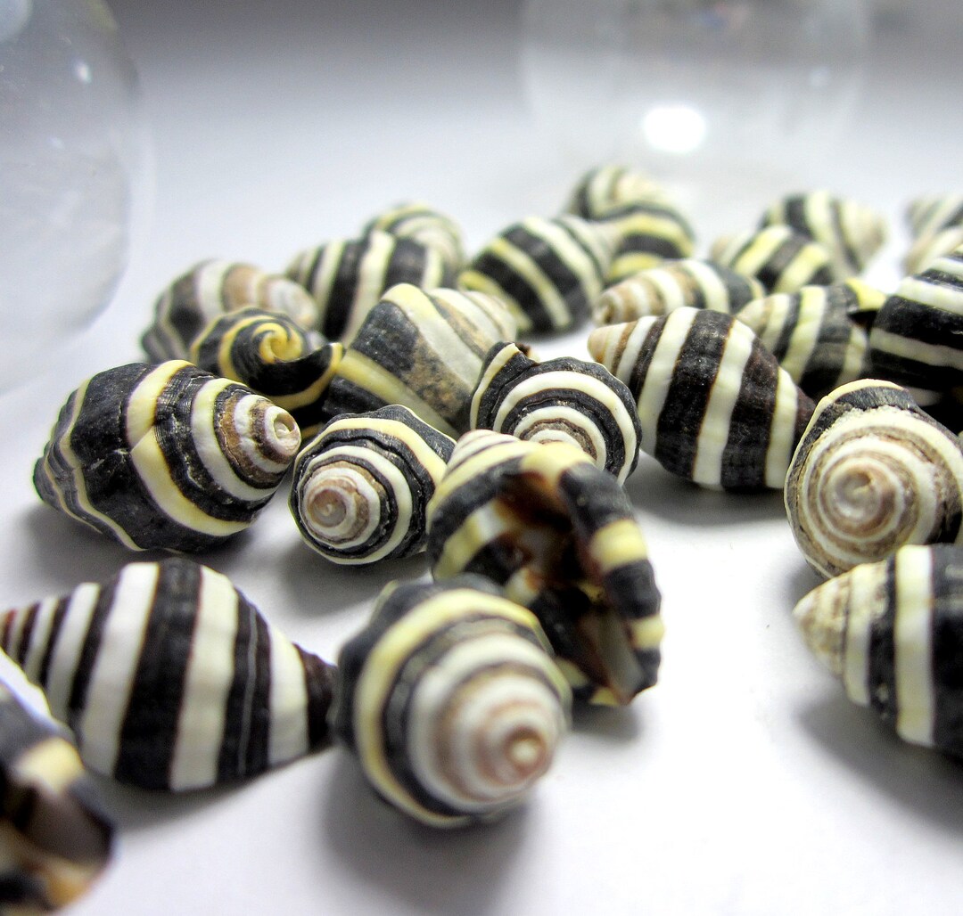 12 Striped Beehive Shells: Black & White Beach Coastal Nautical Decor ...
