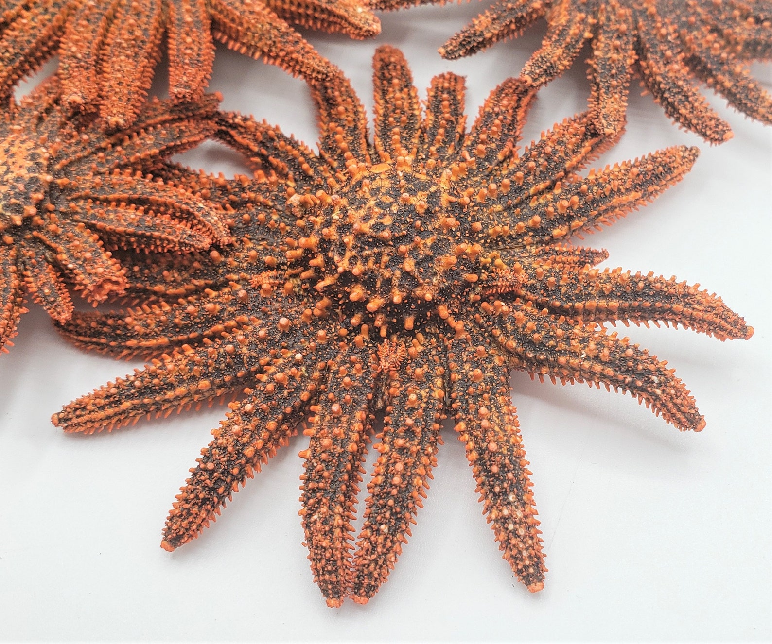 Red Sunflower Starfish Multi Armed NATURAL Beach Nautical Red - Etsy