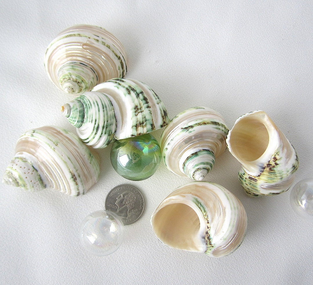 Green Hermit Crab Seashells, 3PC Hermit Crab Turbo Shell, Banded Pearl ...