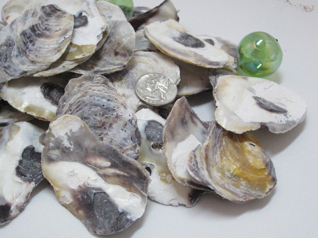 24PC Common Oyster Shells, Purple Oyster Seashells, Beach Bulk Oysters ...