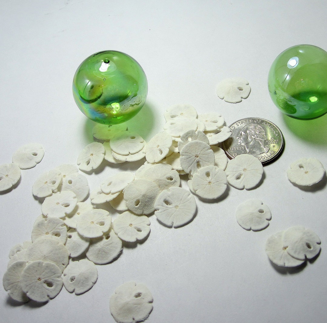 Tiny Sand Dollars, 24PC Very Small Sand Dollars, Beach Jewelry Making ...