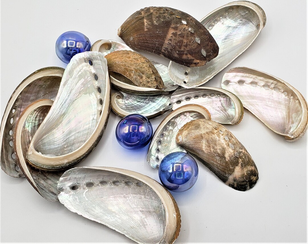 Pearl Abalone Shells, 12PC Beach Decor Abalone donkey Ear Seashells ...