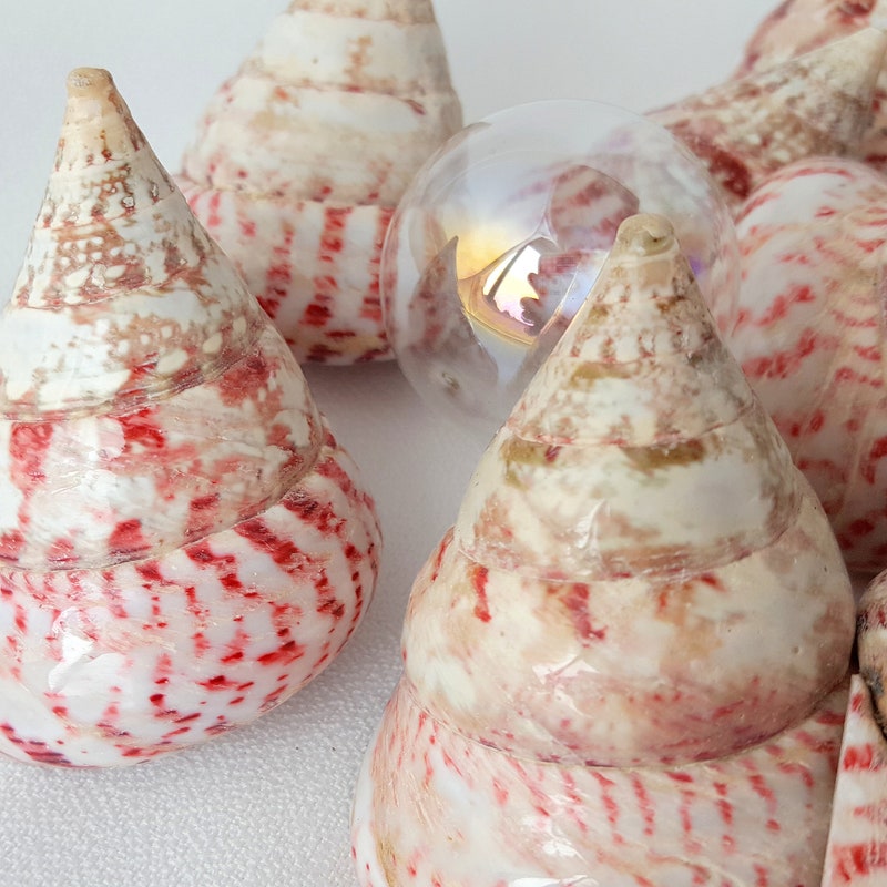 Trochus Shell - Etsy