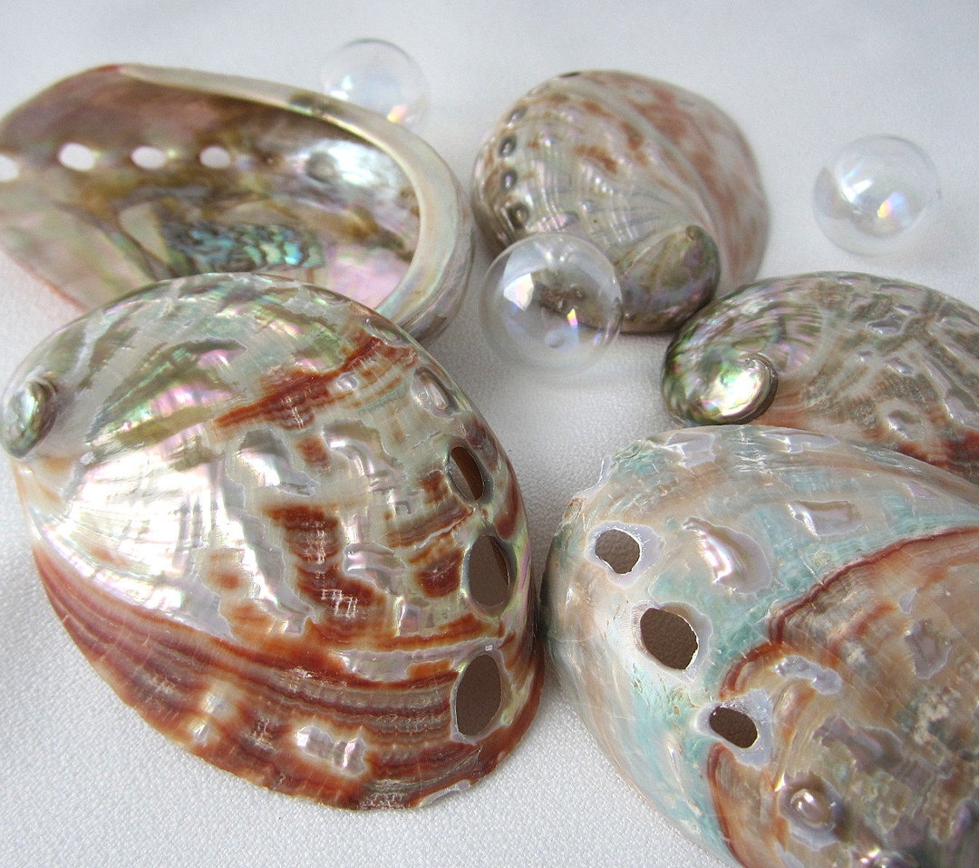 3 Polished Red Abalone Shells: Pink Specimen Polished Seashells for ...
