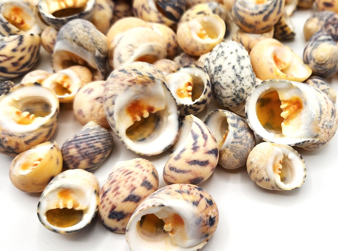 Nerita Small Shells, 8OZ Bleeding Tooth Nerita Seashells, Beach ...