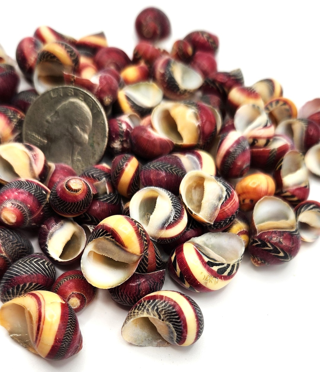 Red Striped Nerite Shells, 24PC Beach Coastal Decor RARE Red Nerita ...