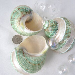 Green Turbo Shell, Pearl Turban Shell, Beach Nautical Polished Turbo ...