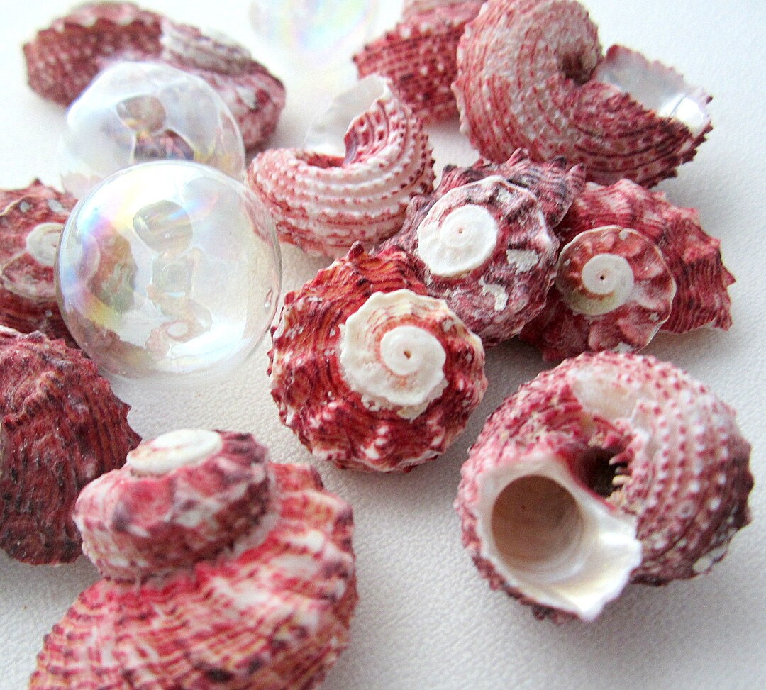 6 Red Delphinula Shells: RARE Raspberry Pink Seashells for Beach ...
