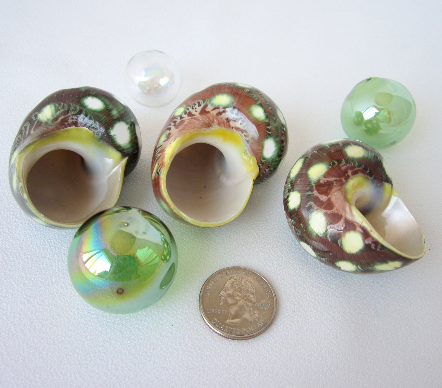 3PC Hermit Crab Shell Spotted Green Turbo Shell Beach Decor - Etsy