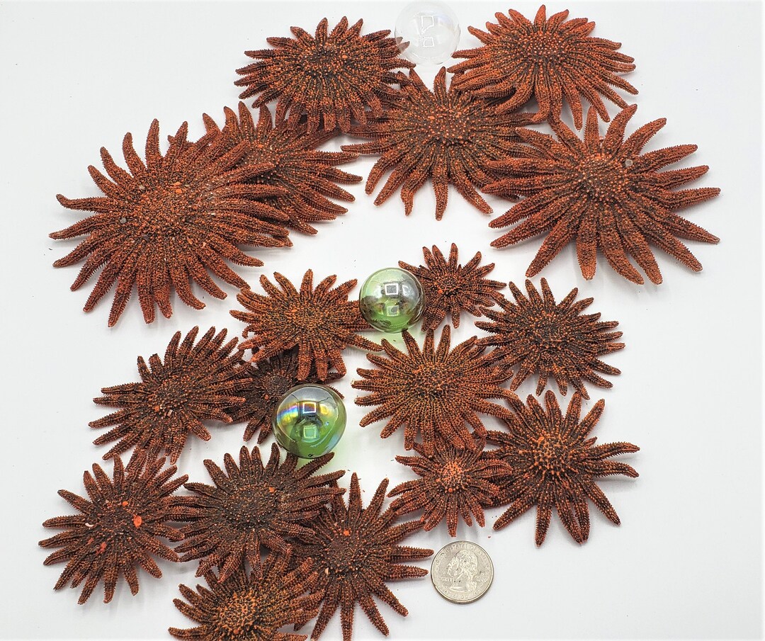 Red Sunflower Starfish, Rare Multi Armed NATURAL Beach Nautical Red ...
