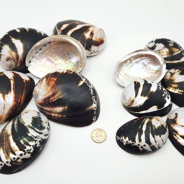 Black White Shell - Etsy