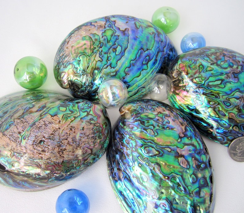 Paua Abalone Seashell Paua Shells Polished Abalone | Etsy