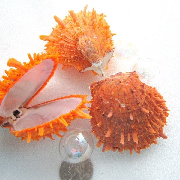 Orange Seashells - Etsy