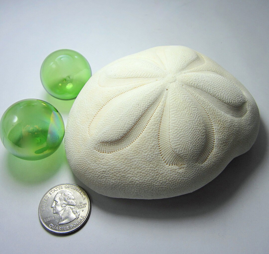 Large Sea Biscuit, 1PC Sea Biscuit Shell, Beach Decor Puffy Sand Dollar ...