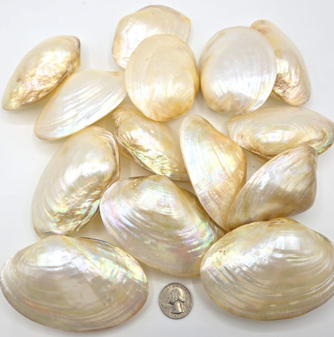 14PC Ivory Pearl Whole Clam Shells: Pearlescent Beach Coastal Decor ...