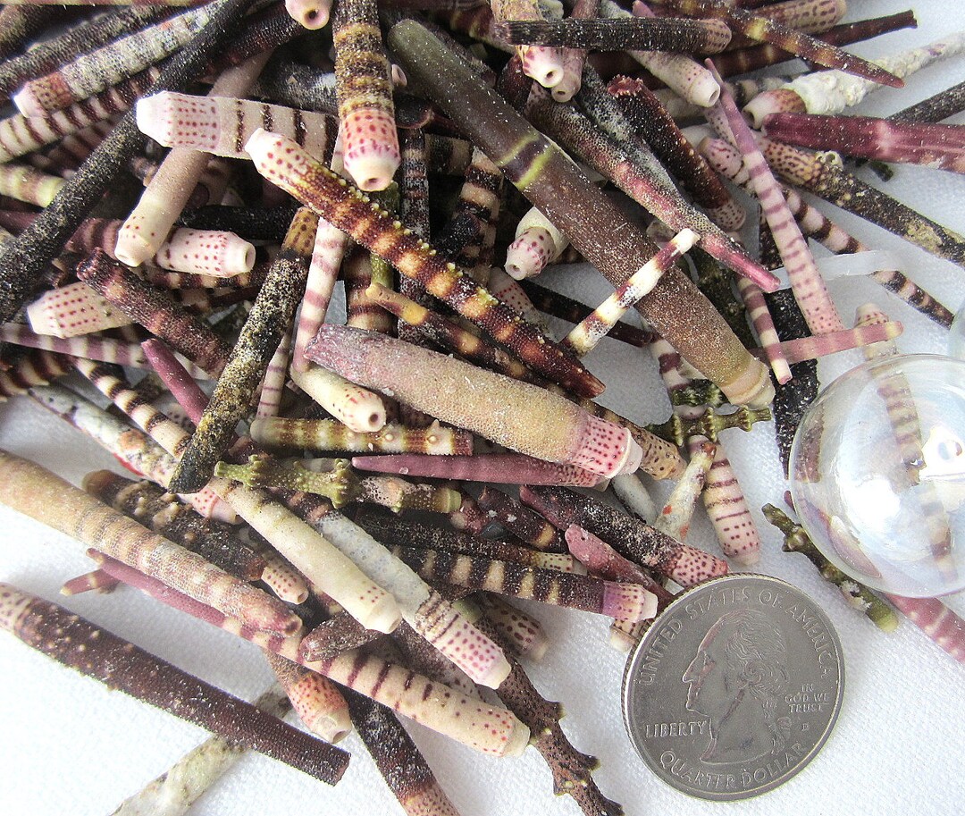 4OZ Sea Urchin Shell Spines: SMALL Nautical Coastal Beach Craft ...