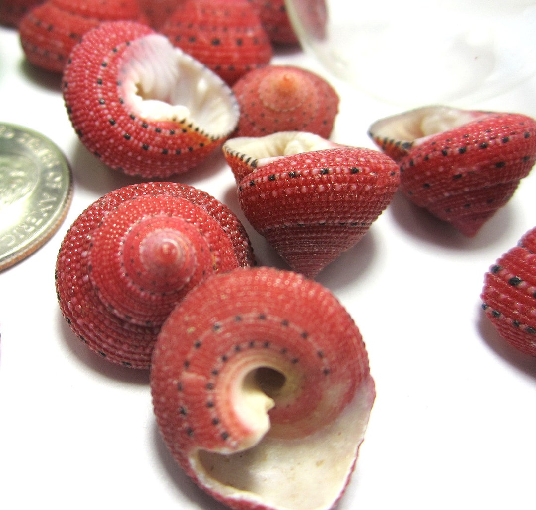 Small Red Seashells, 12PC Tiny Red Strawberry Top Shells, Beach Coastal ...
