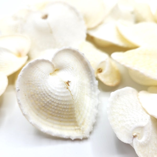 Heart Shaped Shell - Etsy