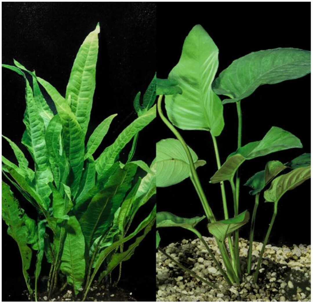 Java Fern and Anubias Aquarium Plant Bundle Live Freshwater Plants for ...