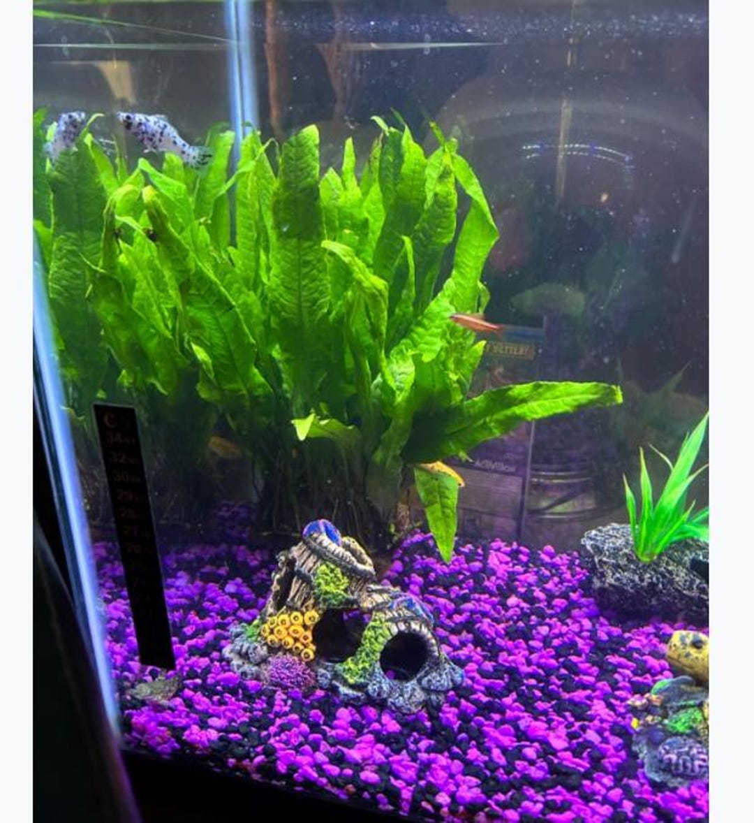 Live Java Fern Microsorum Pteropus on Mat Plant – Ideal for Modern ...