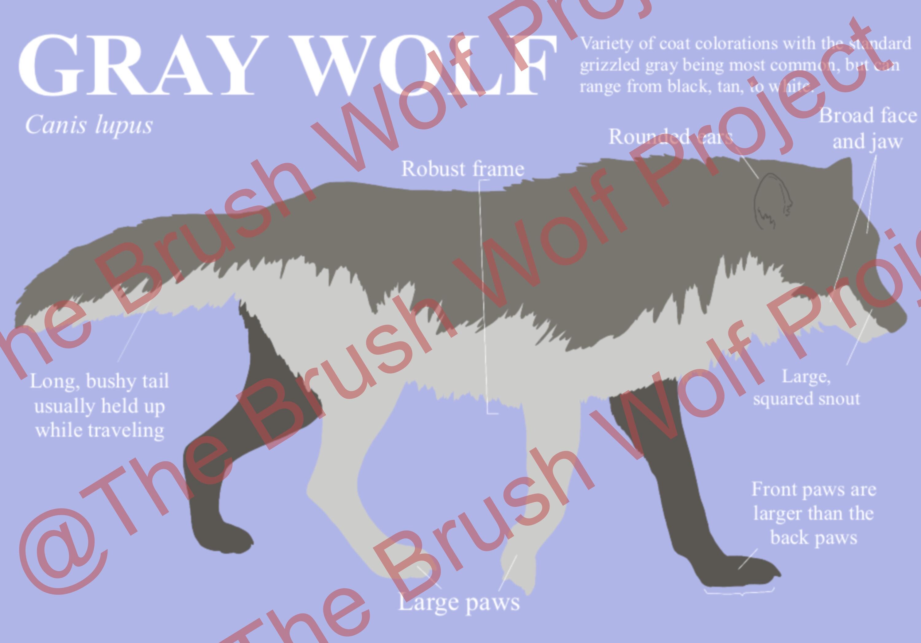 Wolf Diagram Print, Wolf Art Print, Wolf Wall Art, Wolf Lover Gift ...