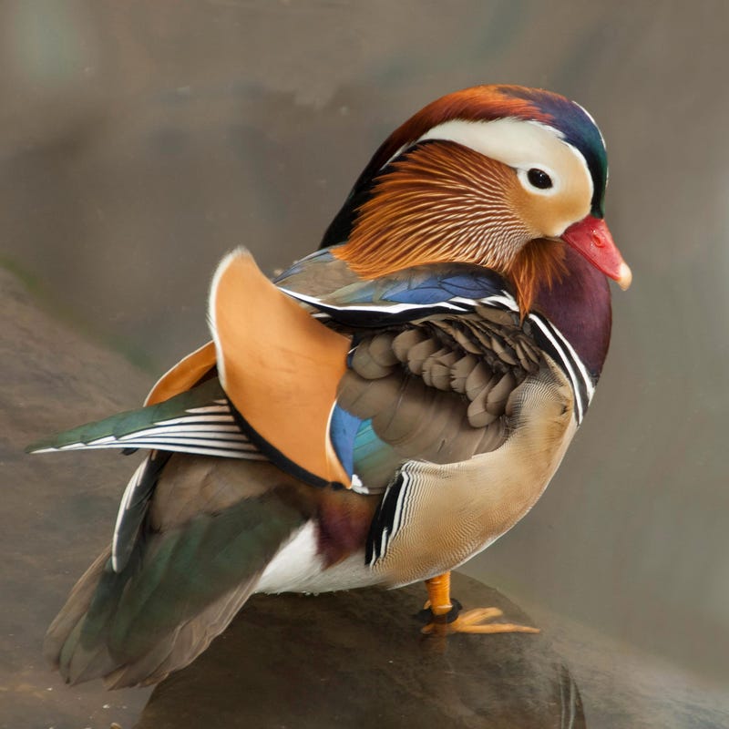 Mandarin Duck Art - Etsy