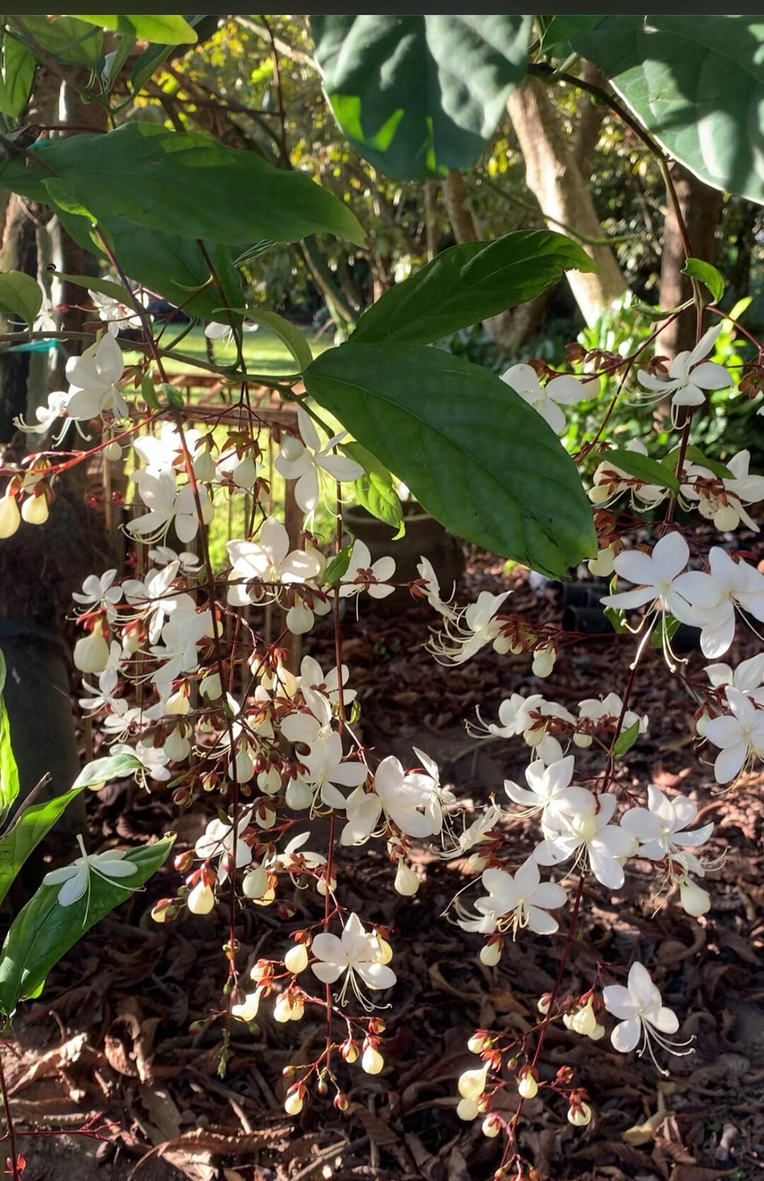 Clerodendrum Smithianum Known Aslightbulb Plantorbridal Veil starter ...