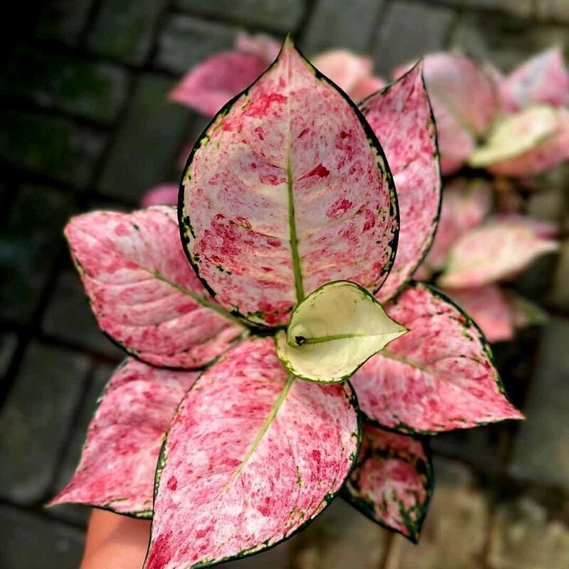 Philodendron Bicolor - Etsy