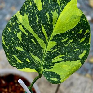 Monstera Deliciosa Electrolight Variegated One Leaf Rooted Node Cutting Rare Indoor Outdoor ...