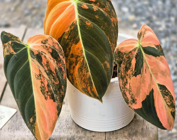 Philodendron Melanochrysum Orange Variegated Rooted Node Cutting With ...