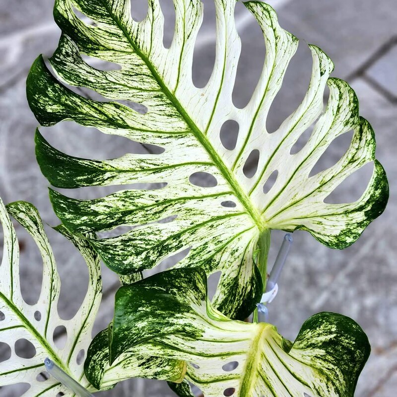 Variegated Monstera - Etsy
