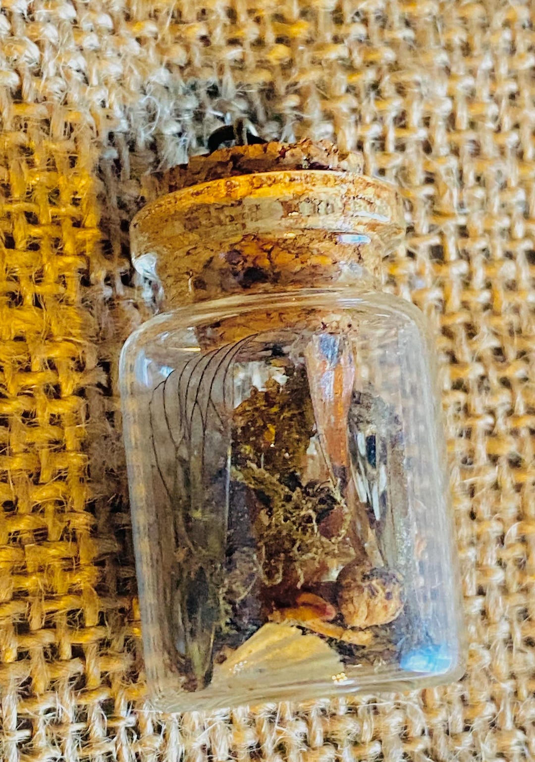 Real Moth, Cicada Wings With Small Fungi, Moss, Tiny Mushrooms ...