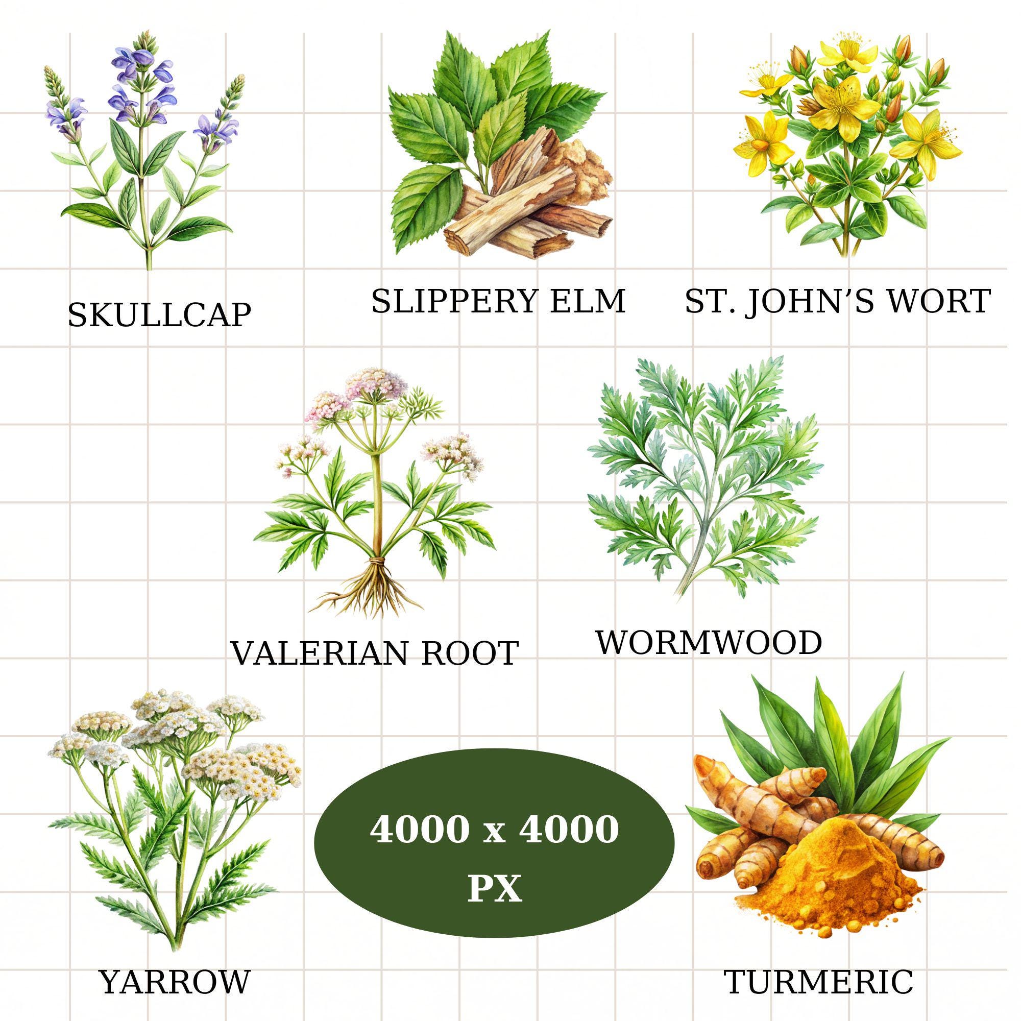 Watercolor Medicinal Herbs Clipart: 43 PNG Botanical Illustrations ...