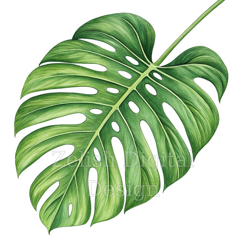 Monstera Leaf Clipart Bundle: Tropical Illustrations (digital Download ...