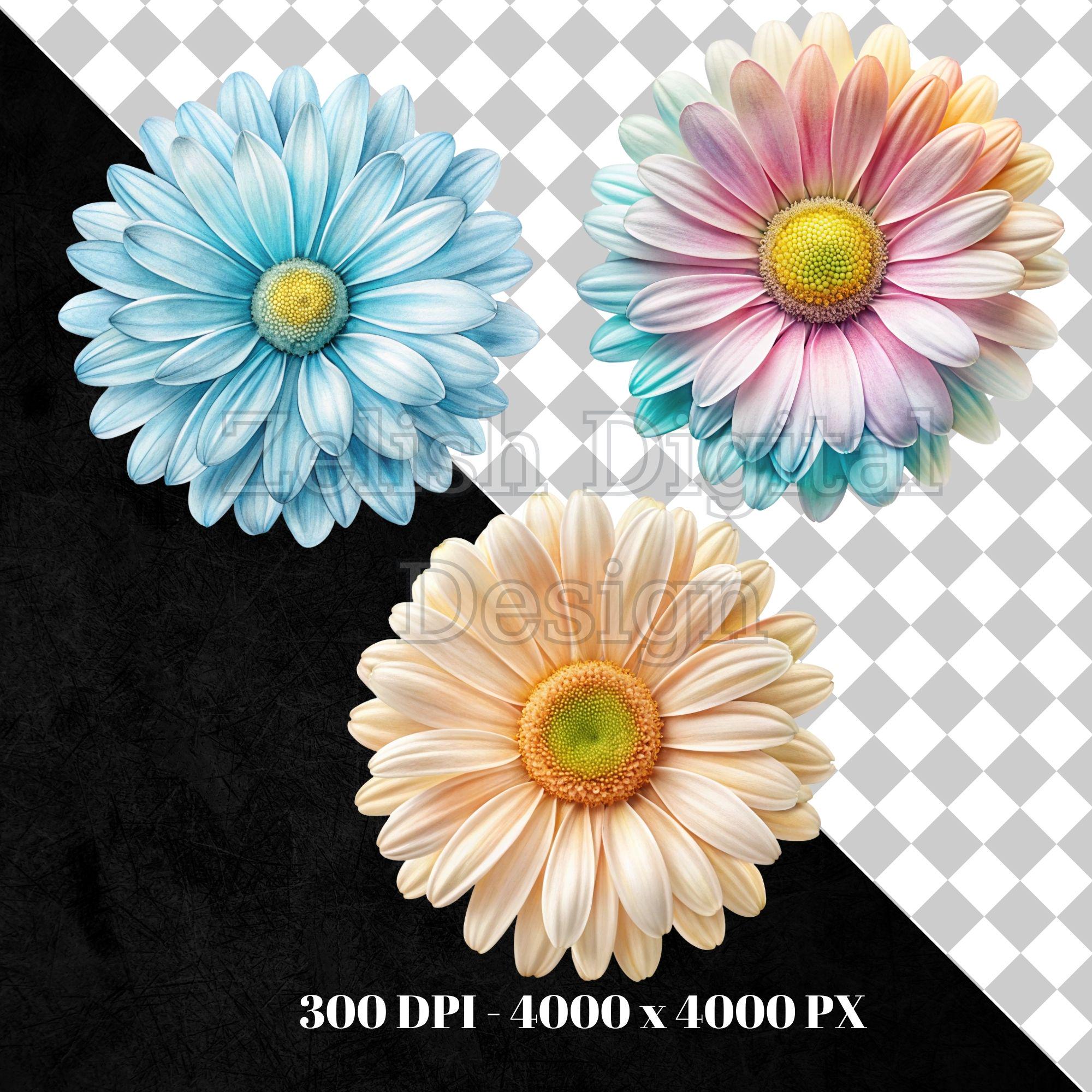 Watercolour Pastel Daisy Clipart Bundle, 12 PNG, Spring Flower Elements ...