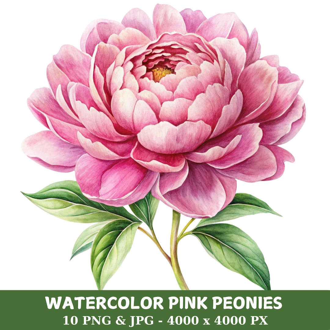 Watercolor Pink Peony Clipart Bundle: Floral Illustrations (digital ...