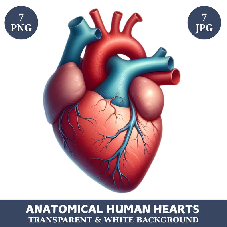 Anatomical Human Heart Clipart Bundle: Realistic Medical Illustrations ...