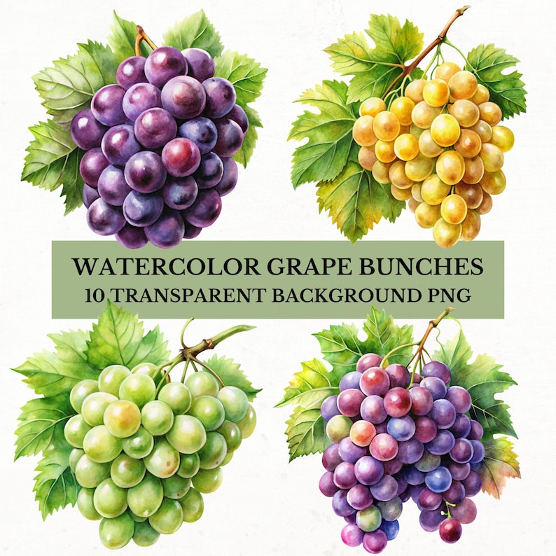 Bunch of Grapes Clipart Bundle, 10 Transparent Png, Printable Grapes ...