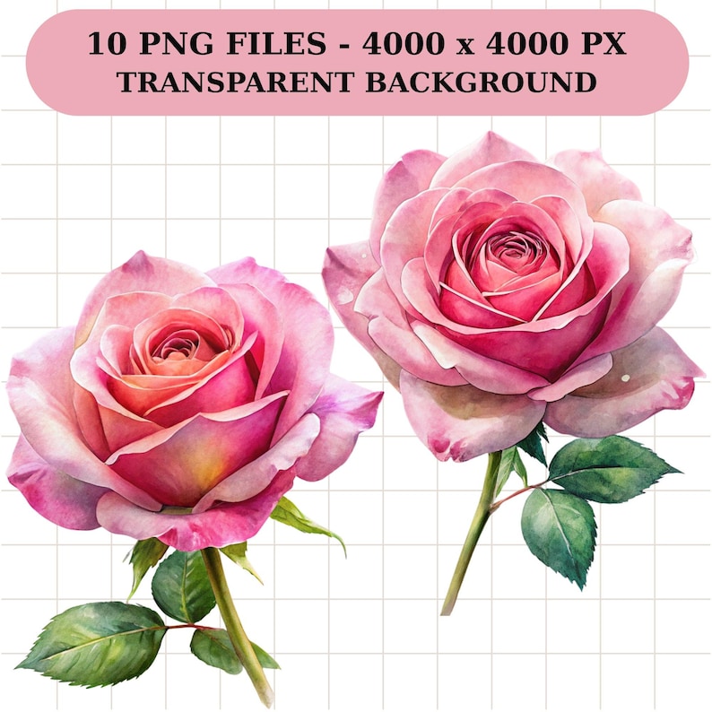 Watercolor Pink Rose Clipart Bundle: Transparent PNG Images, Digital ...