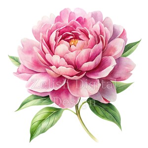 Watercolor Pink Peony Clipart Bundle: Floral Illustrations (digital ...
